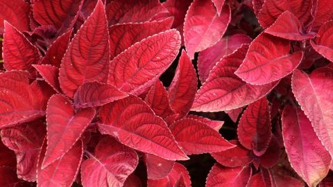 Red Leaves Plant: 11 Varieties Of Plant With Red Leaves - Plantisima