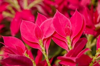 Bring Bold Color to Your Space with These 11 Red Leaf Plants