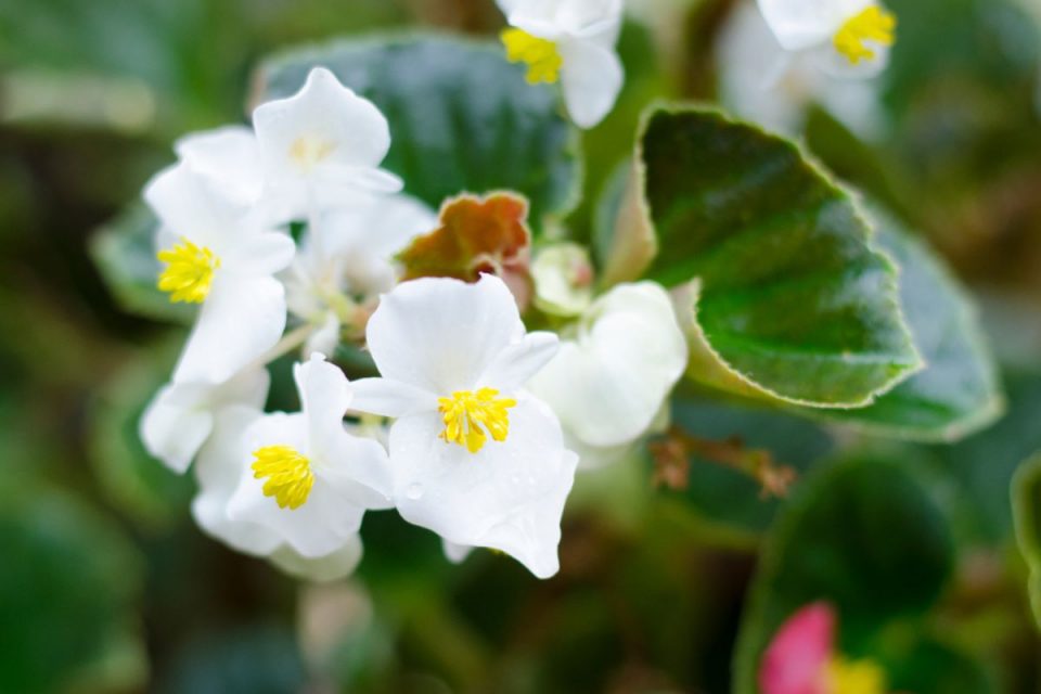 How to Care for White Begonias and Keep Them Thriving