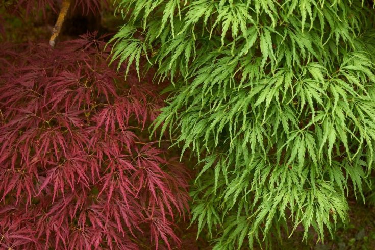 12 Japanese Plants to Bring a Touch of Japan into Your Home