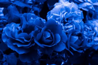 Blue Rose Meaning: Little Mystery Behind Blue Color - Plantisima