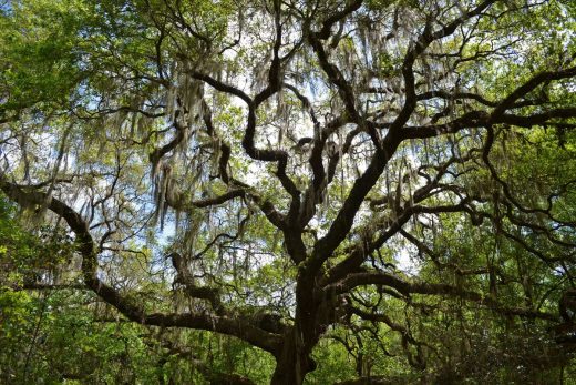 Florida Oak Trees: 11 Types Of Oak Trees In Florida - Plantisima