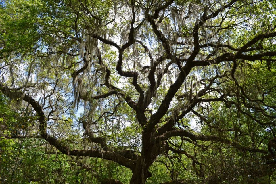 Florida Oak Trees: 11 Types Of Oak Trees In Florida - Plantisima