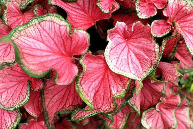 Bring Bold Color to Your Space with These 11 Red Leaf Plants - Plantisima