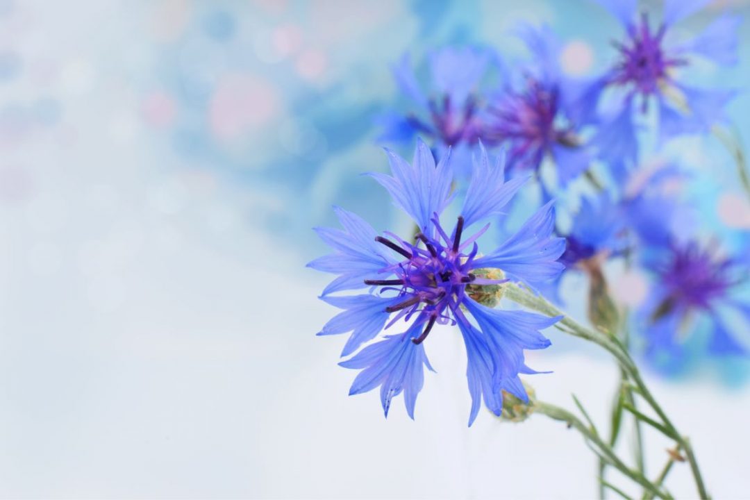 How the Cornflower Became a Beloved National Symbol of Germany