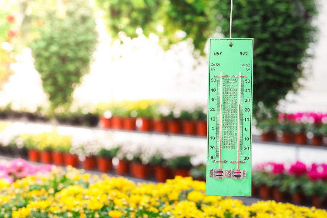 Everything You Need to Successfully Grow the Dancing Dolphin Plant