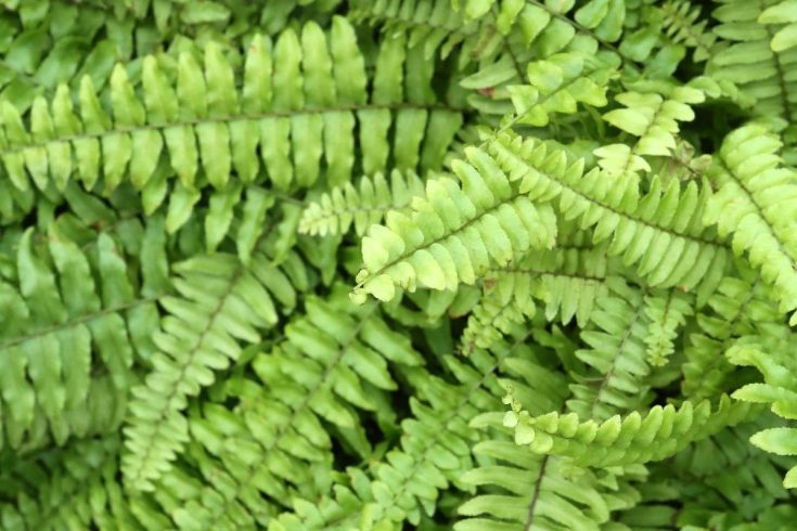 Fluffy Ruffle Fern Creates a Cozy and Stylish Living Room Vibe