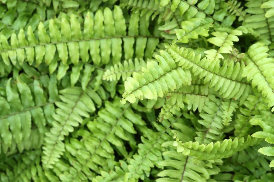 Fluffy Ruffle Fern Creates a Cozy and Stylish Living Room Vibe
