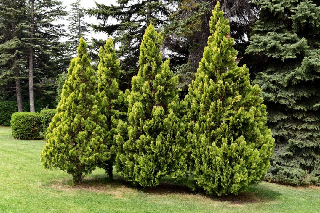 The Perfect Dwarf Shrub for Your Home is Little Giant Arborvitae