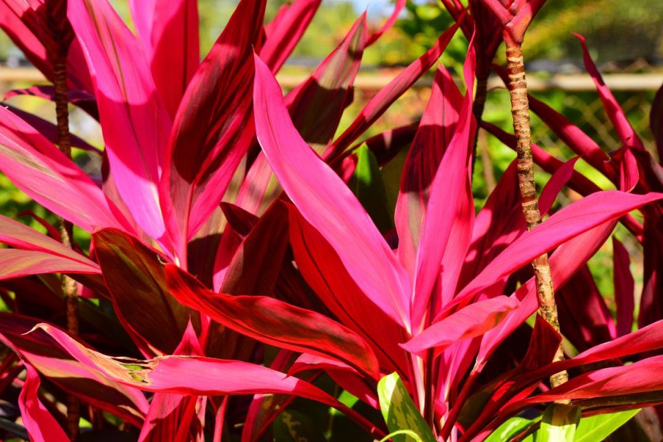 Bring Bold Color to Your Space with These 11 Red Leaf Plants - Plantisima