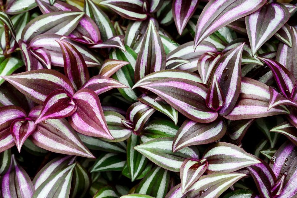 9 Tradescantia Varieties So Beautiful, They’re Practically Art - Plantisima