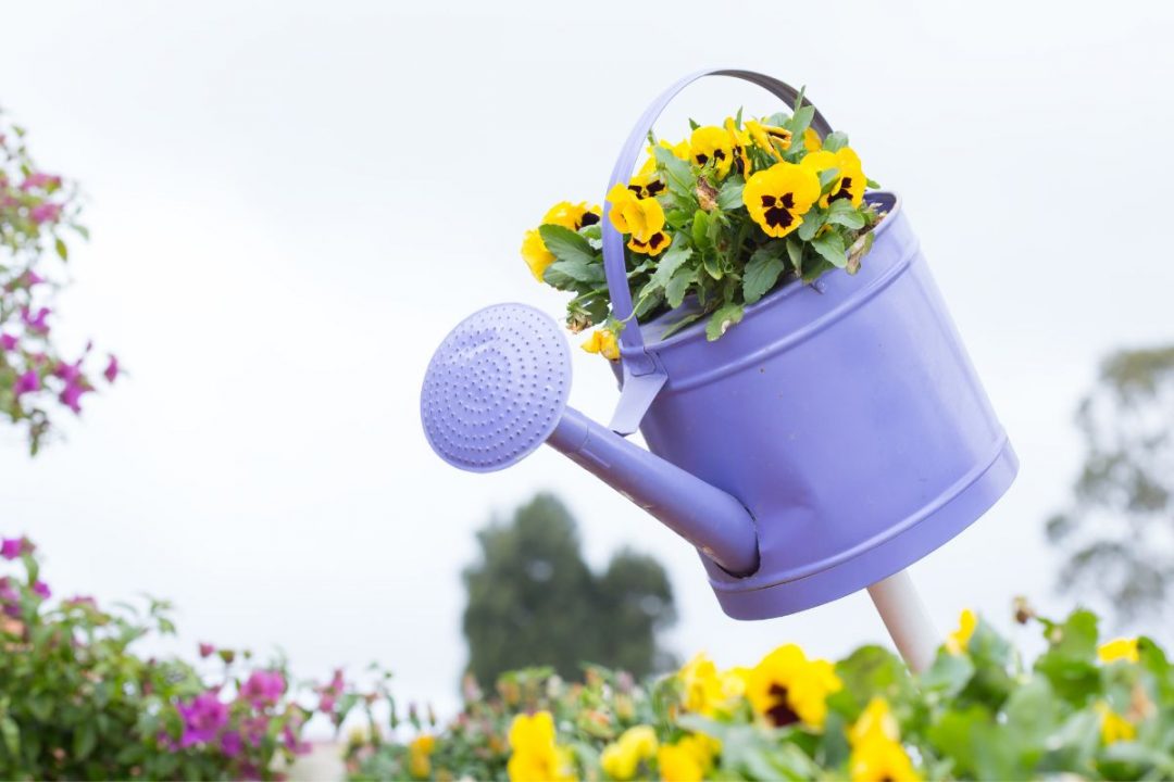 How Long Can Flowers Survive Without Any Water - Plantisima