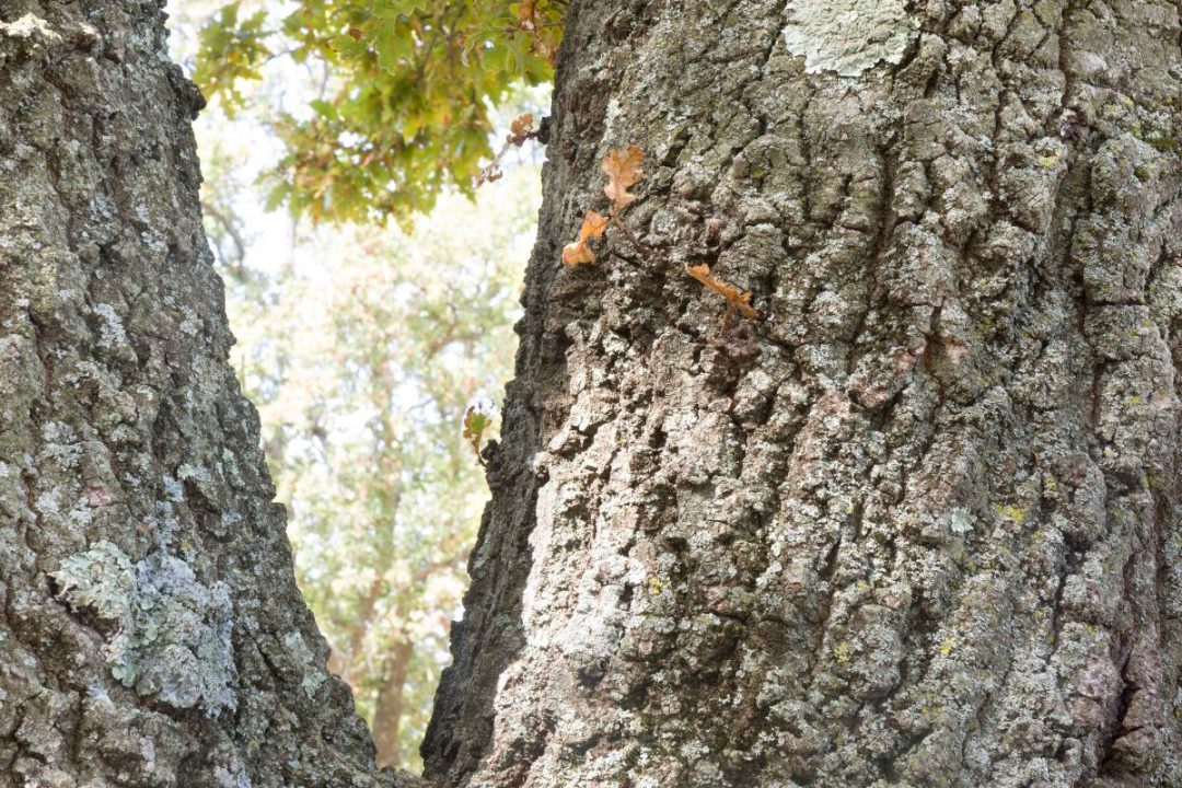 Florida Oak Trees: 11 Types Of Oak Trees In Florida - Plantisima