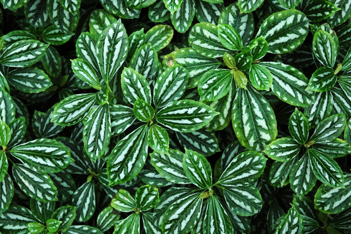 Types Of Peperomia: 13 Breathtaking Types Of Peperomia - Plantisima