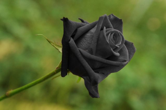 Unveiling the Meaning Behind the Mysterious Black Rose