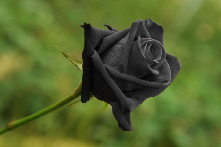 Unveiling the Meaning Behind the Mysterious Black Rose