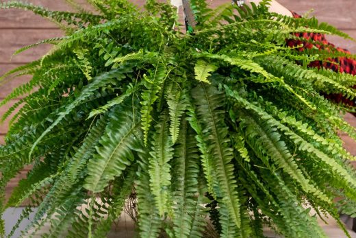 Fluffy Ruffle Fern Creates a Cozy and Stylish Living Room Vibe