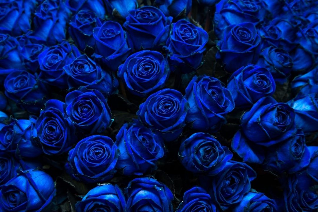 Blue Rose Meaning: Little Mystery Behind Blue Color
