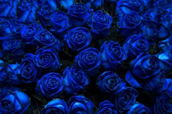 Blue Rose Meaning: Little Mystery Behind Blue Color