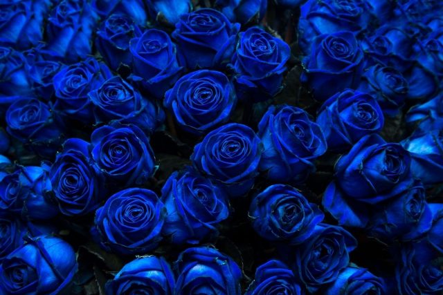 Blue Rose Meaning: Little Mystery Behind Blue Color