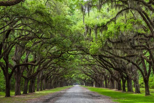 Florida Oak Trees: 11 Types Of Oak Trees In Florida - Plantisima