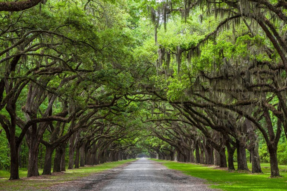 Florida Oak Trees: 11 Types Of Oak Trees In Florida - Plantisima