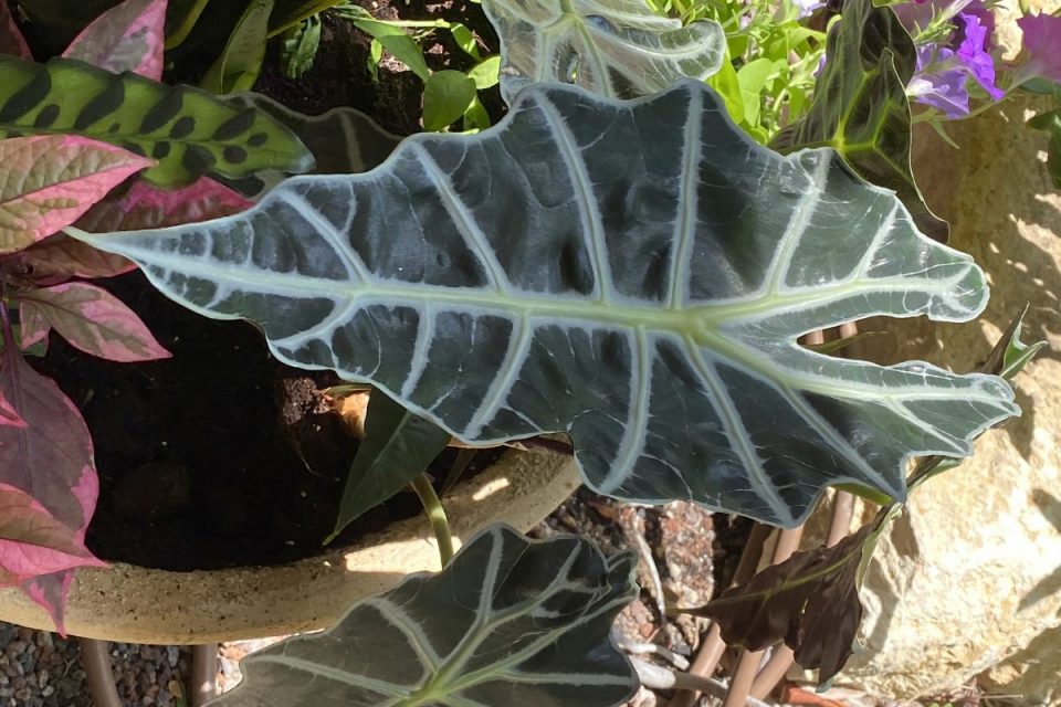 Everything You Need to Know About African Mask Plant Care at Home