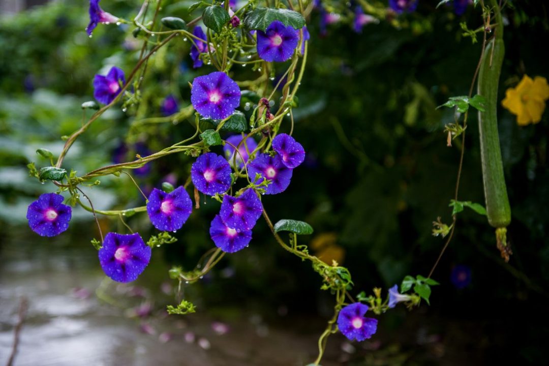 Florida Vines: The Best 9 Native Species - Plantisima