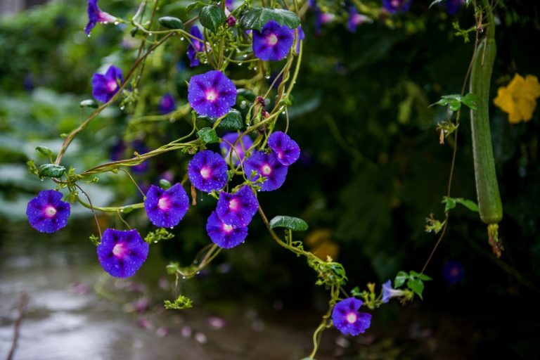 Florida Vines: The Best 9 Native Species - Plantisima