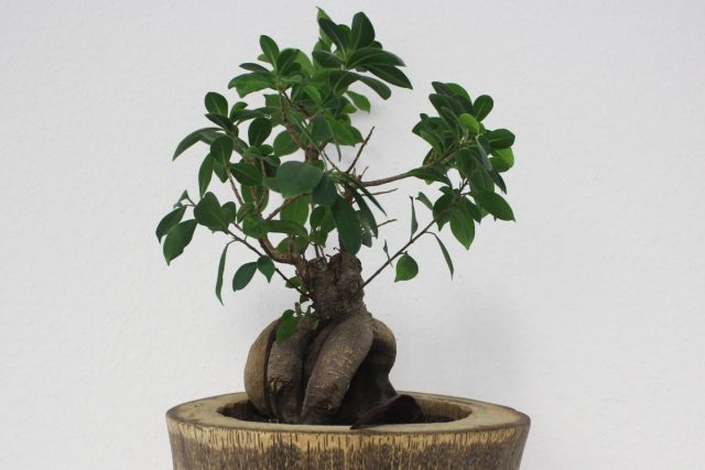 Most Expensive Bonsai Tree: Million Dollars For One Tree?! - Plantisima