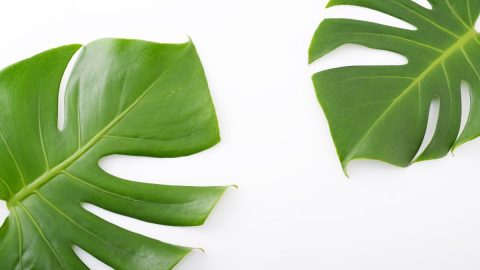 Why Is My Monstera Droopy? Tips & Tricks For Your Monstera