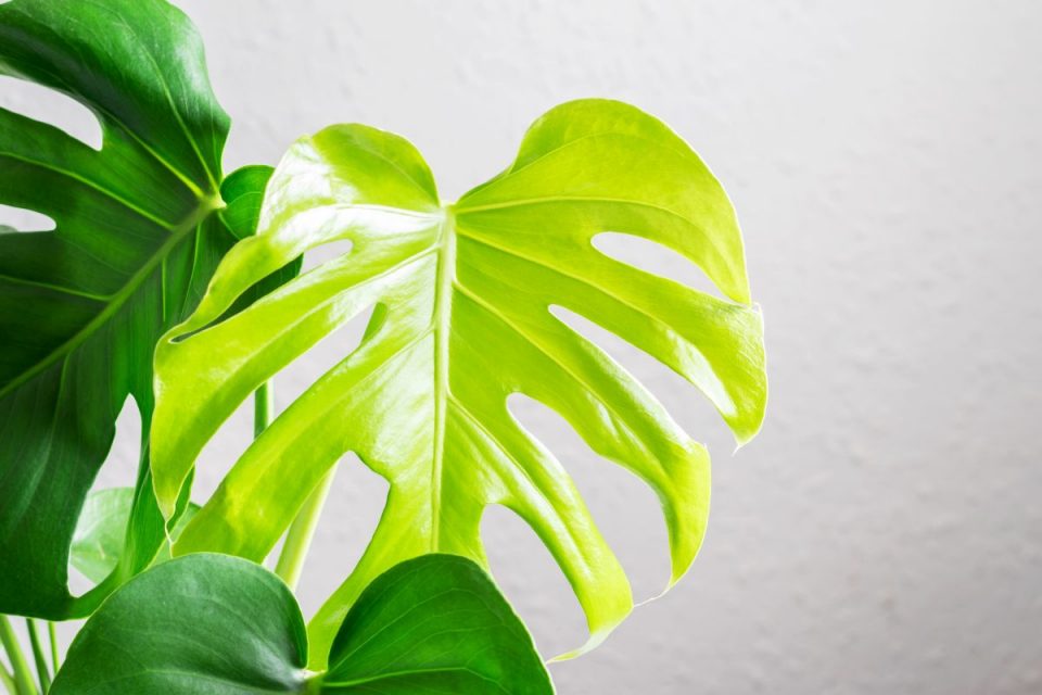Why Is My Monstera Droopy? Tips & Tricks For Your Monstera