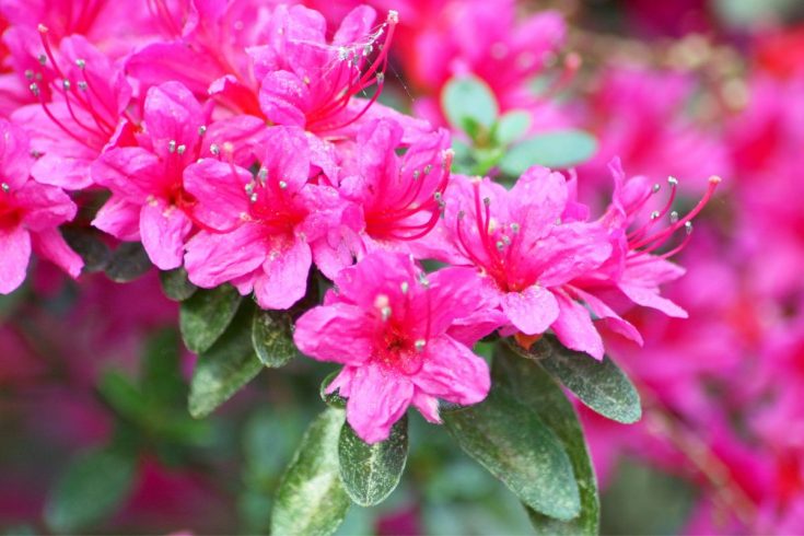 Types Of Azaleas: 9 Woody Shrubs For Your Woodland Garden - Plantisima