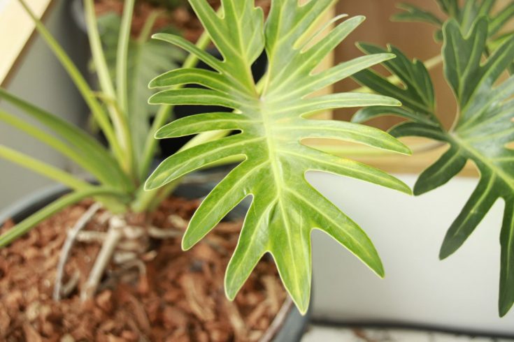 Most Expensive House Plants: 9 Expensive Plants For Your Home Decor ...