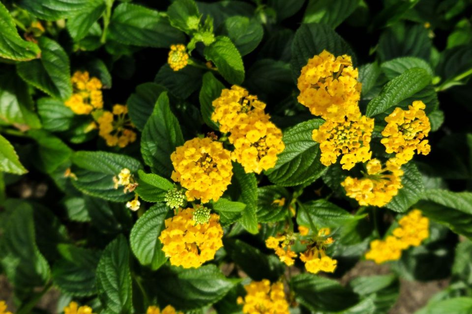 Yellow Flower Ground Covers 8 Beautiful Options to Consider - Plantisima