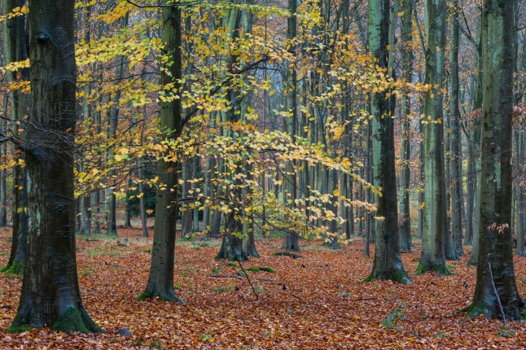 Discover the World’s Most Expensive Trees, Starting with Sandalwood