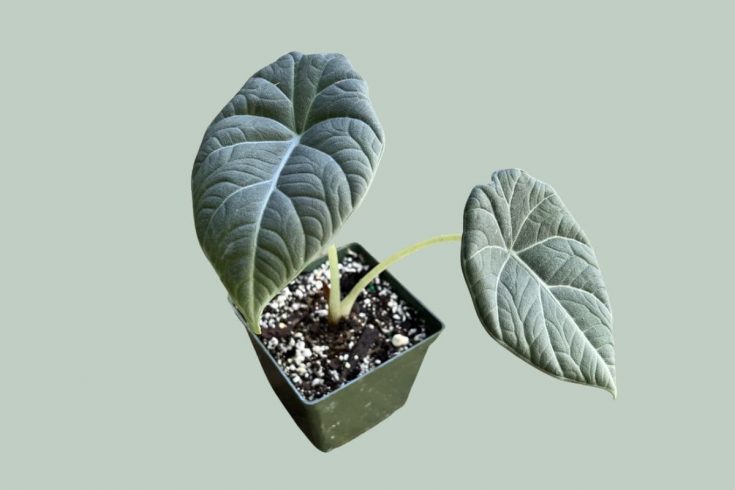 17 Alocasia Varieties That Bring Bold Style to Any Home