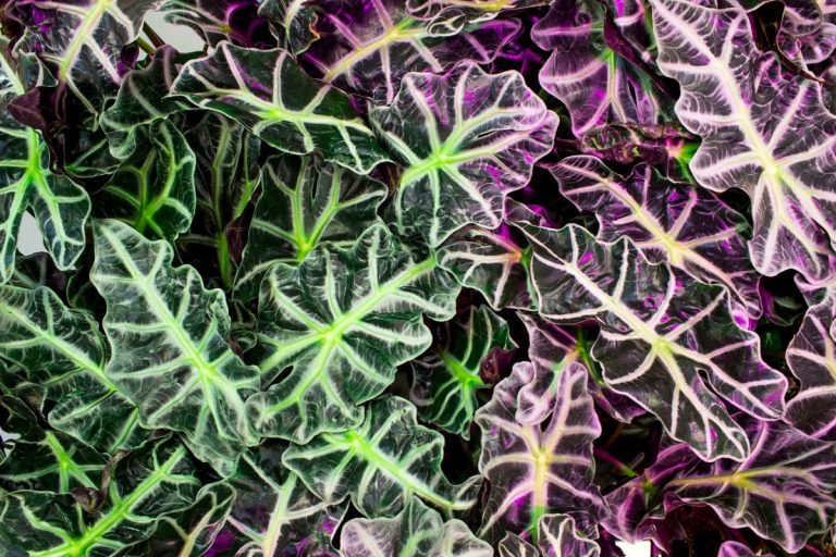 17 Alocasia Varieties That Bring Bold Style to Any Home