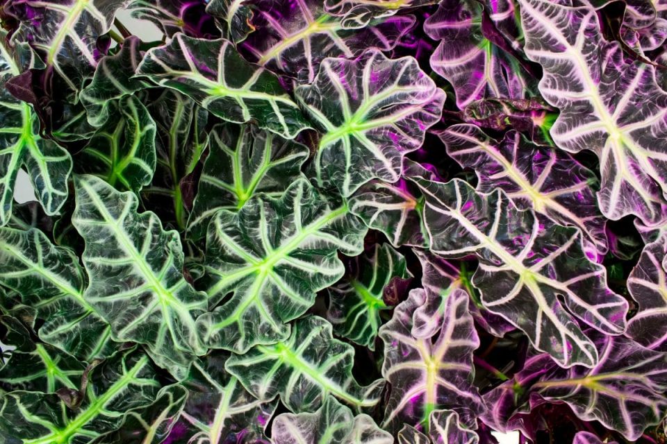 17 Alocasia Varieties That Bring Bold Style to Any Home