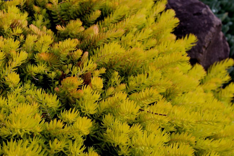 Yellow Flower Ground Covers 8 Beautiful Options to Consider - Plantisima