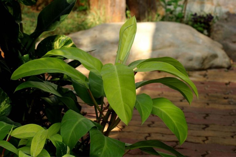 Why Everyone’s Talking About the Neon Philodendron (And How to Care for It)