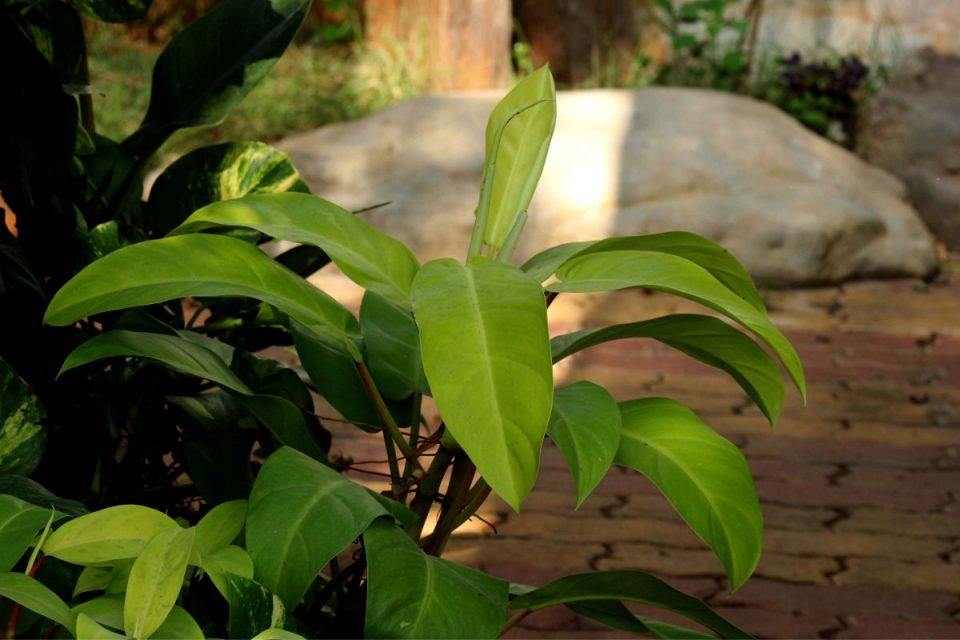 Why Everyone’s Talking About the Neon Philodendron (And How to Care for It)