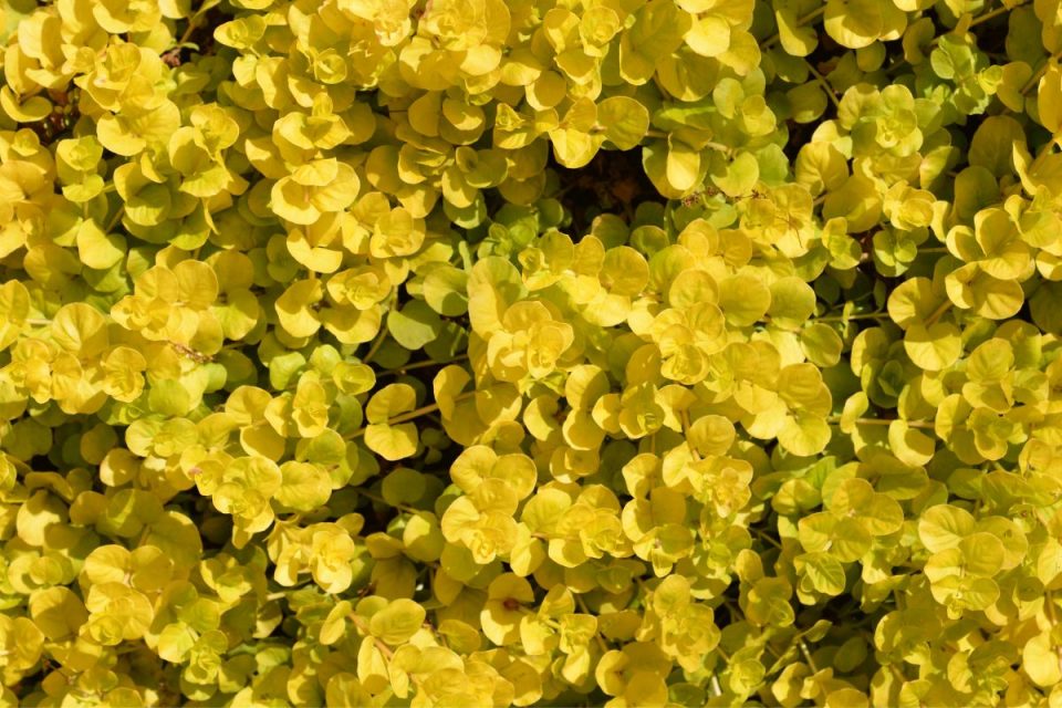 Yellow Flower Ground Covers 8 Beautiful Options to Consider - Plantisima