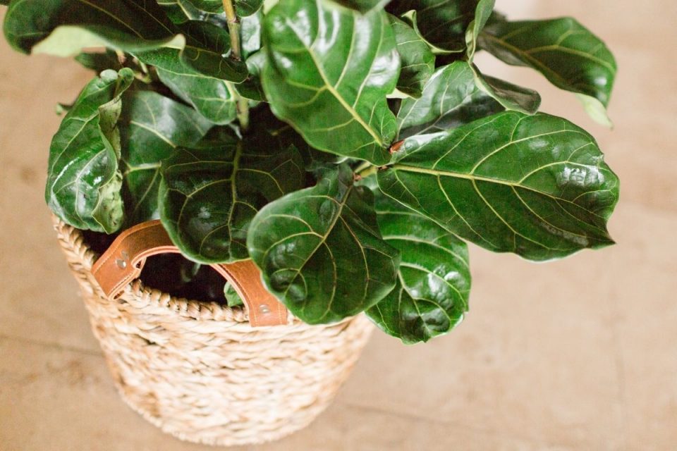 What Causes Fiddle Leaf Fig Leaves to Droop and How to Fix It