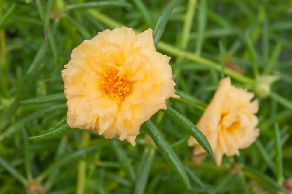 Yellow Flower Ground Covers 8 Beautiful Options to Consider - Plantisima