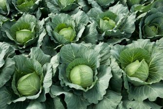 Vegetable With Long Names: Basics About 11 Vegetables - Plantisima