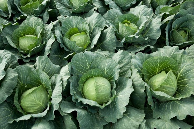 Vegetable With Long Names: Basics About 11 Vegetables