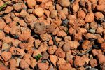 Leca For Plants: Lightweight Expanded Clay Aggregate - Plantisima