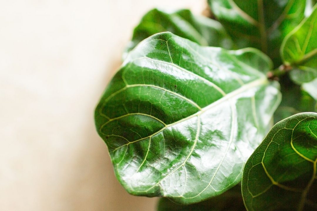 Fiddle Leaf Fig Leaves Drooping: What Is Happening? - Plantisima