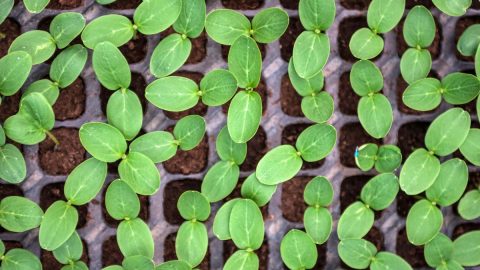 How Many Plants Fit in a Flat? Top Flowers for Planting in Flats ...